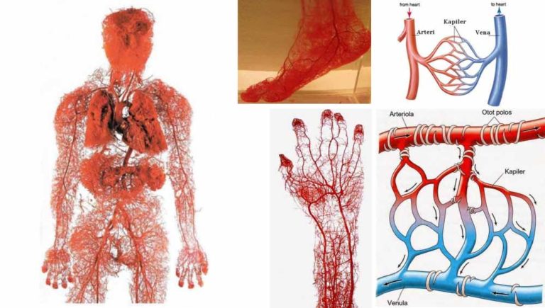 Perbedaan Donor Darah dan Fashdu - AL FASHDU JOGJA